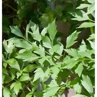 Liebstöckel Maggikraut - Levisticum officinale - Gartenpflanze ...
