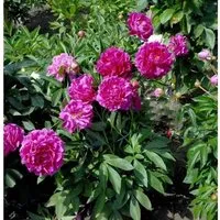 Edelpfingstrose General MacMahon - Paeonia lactiflora - Stauden ...